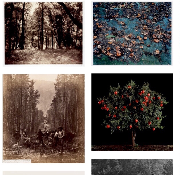 Shooting Trees – Into the Woods: Trees in Photography, V&A | Richly ...